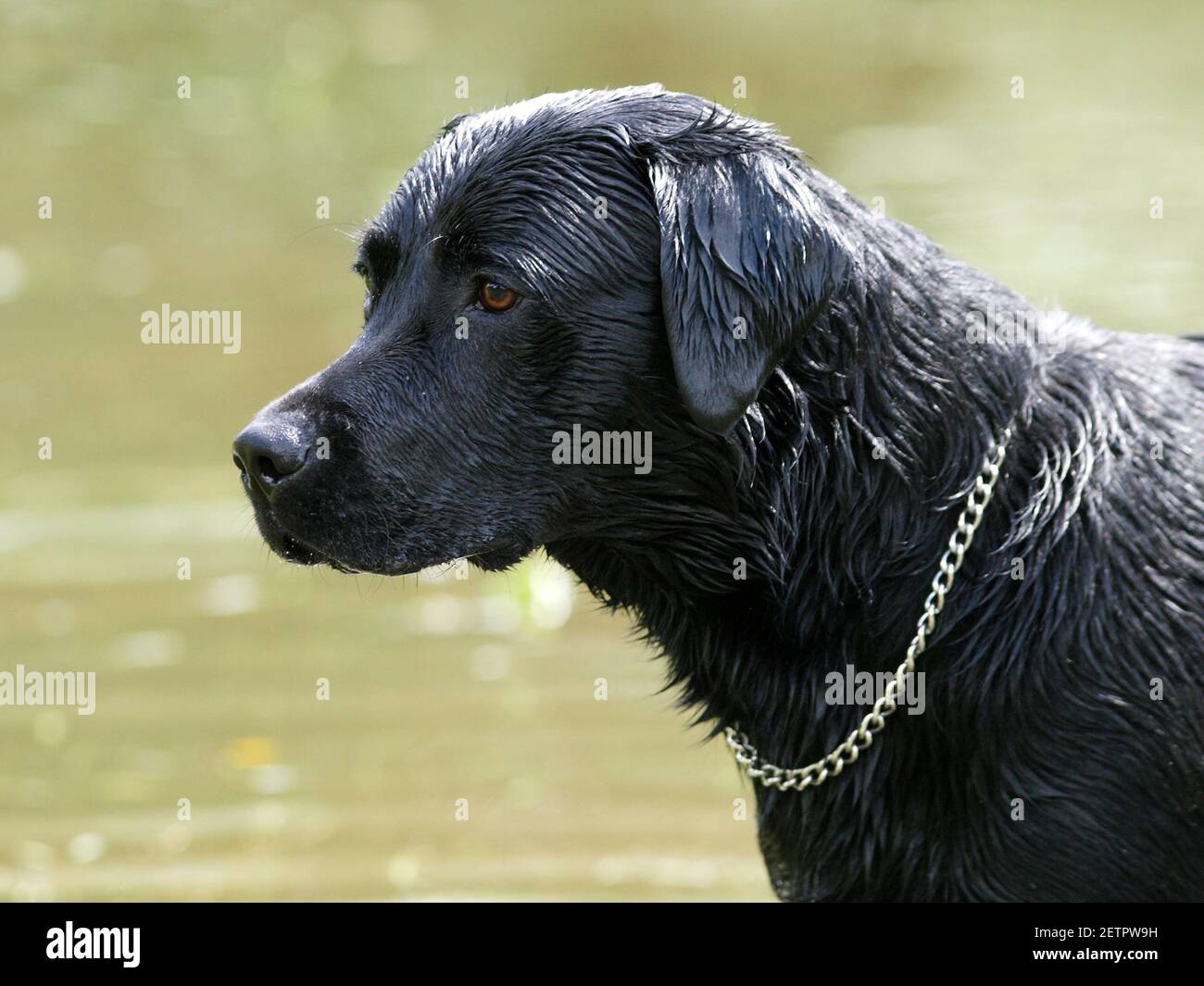 What Happens If My Dog Is Dripping Water