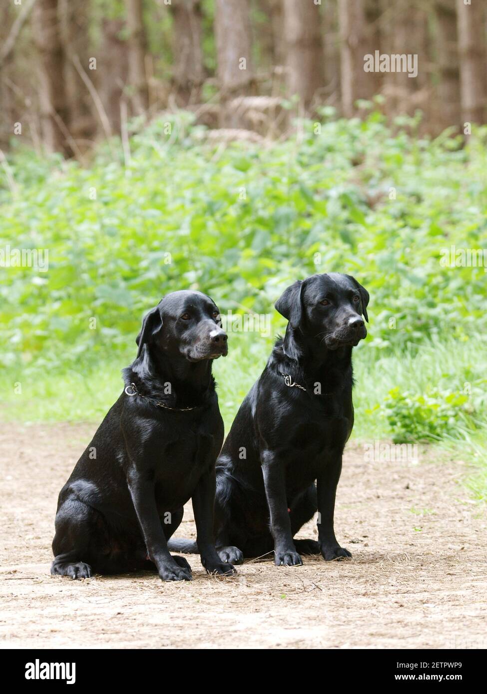 Black retriver hi-res stock photography and images - Alamy