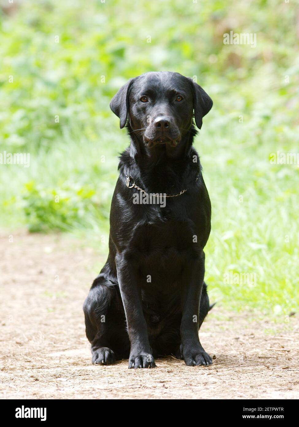 Full Grown Black Lab