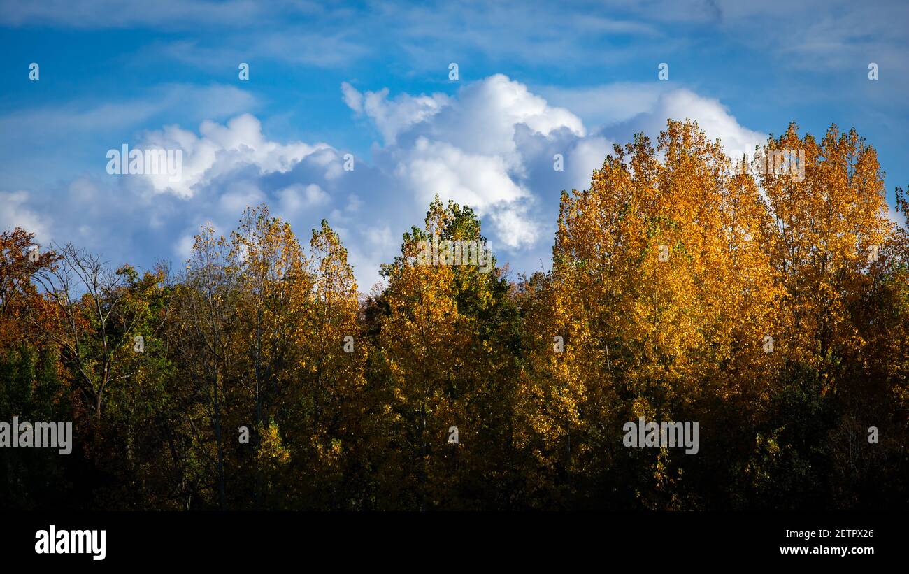 The towering trees hi-res stock photography and images - Alamy