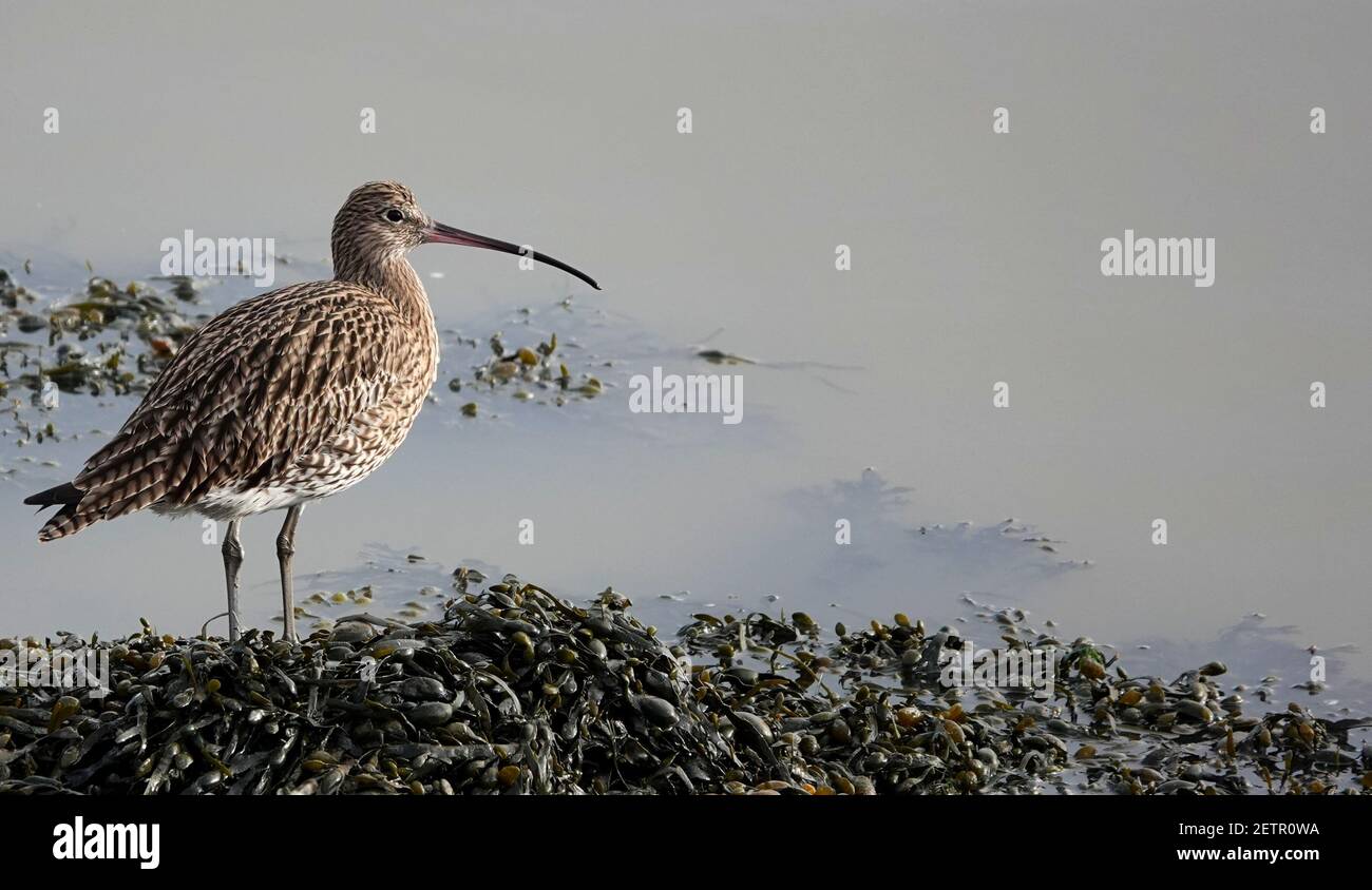 Snipe long billed waterfowl hi-res stock photography and images - Alamy