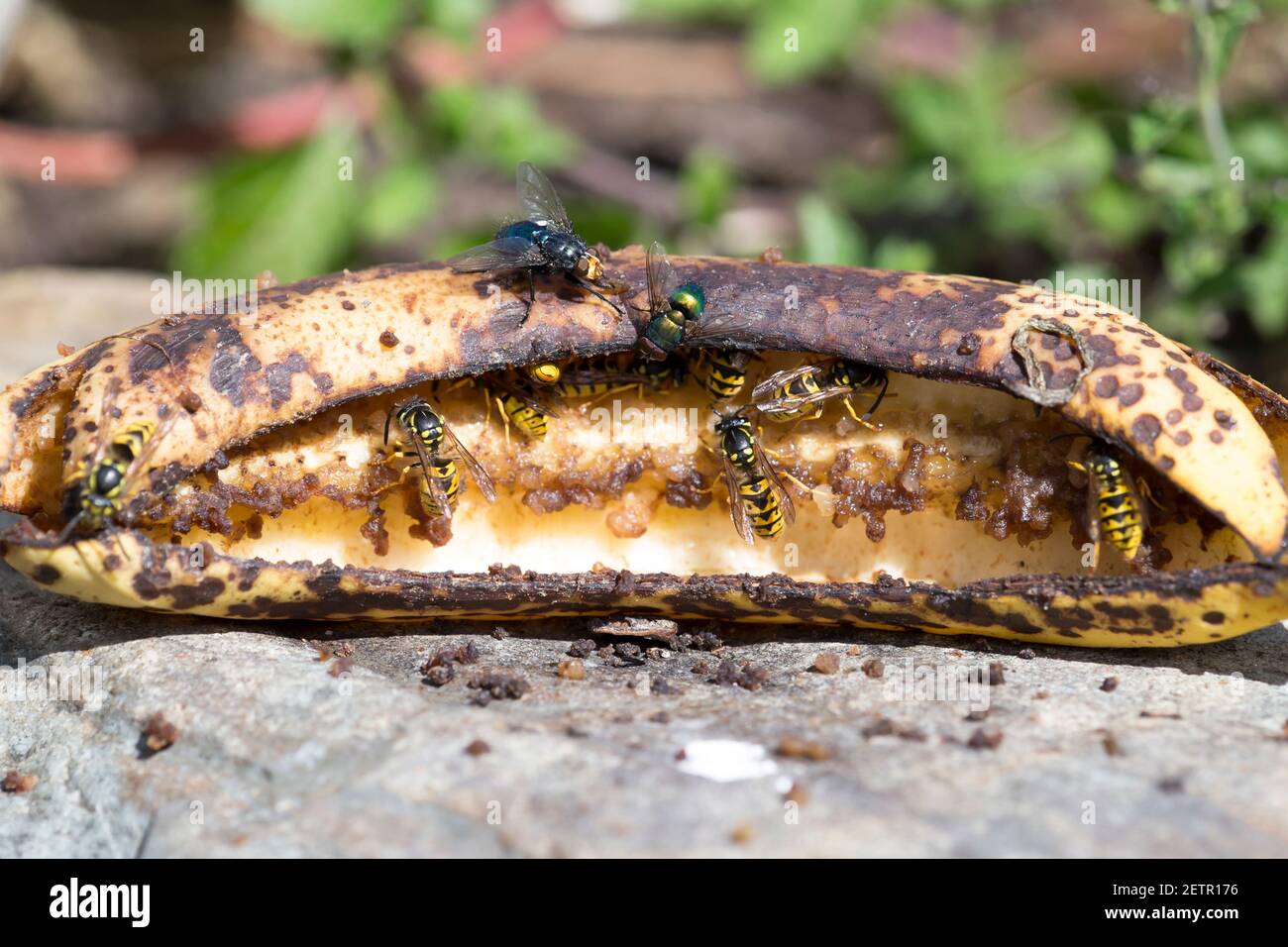 Social wasps and flies eating ripe banana Stock Photo - Alamy