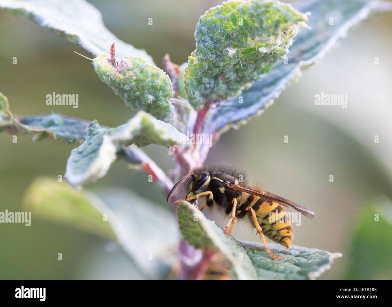 Common wasp (Vespula vulgaris) eating aphids on an aphid infested plant ...