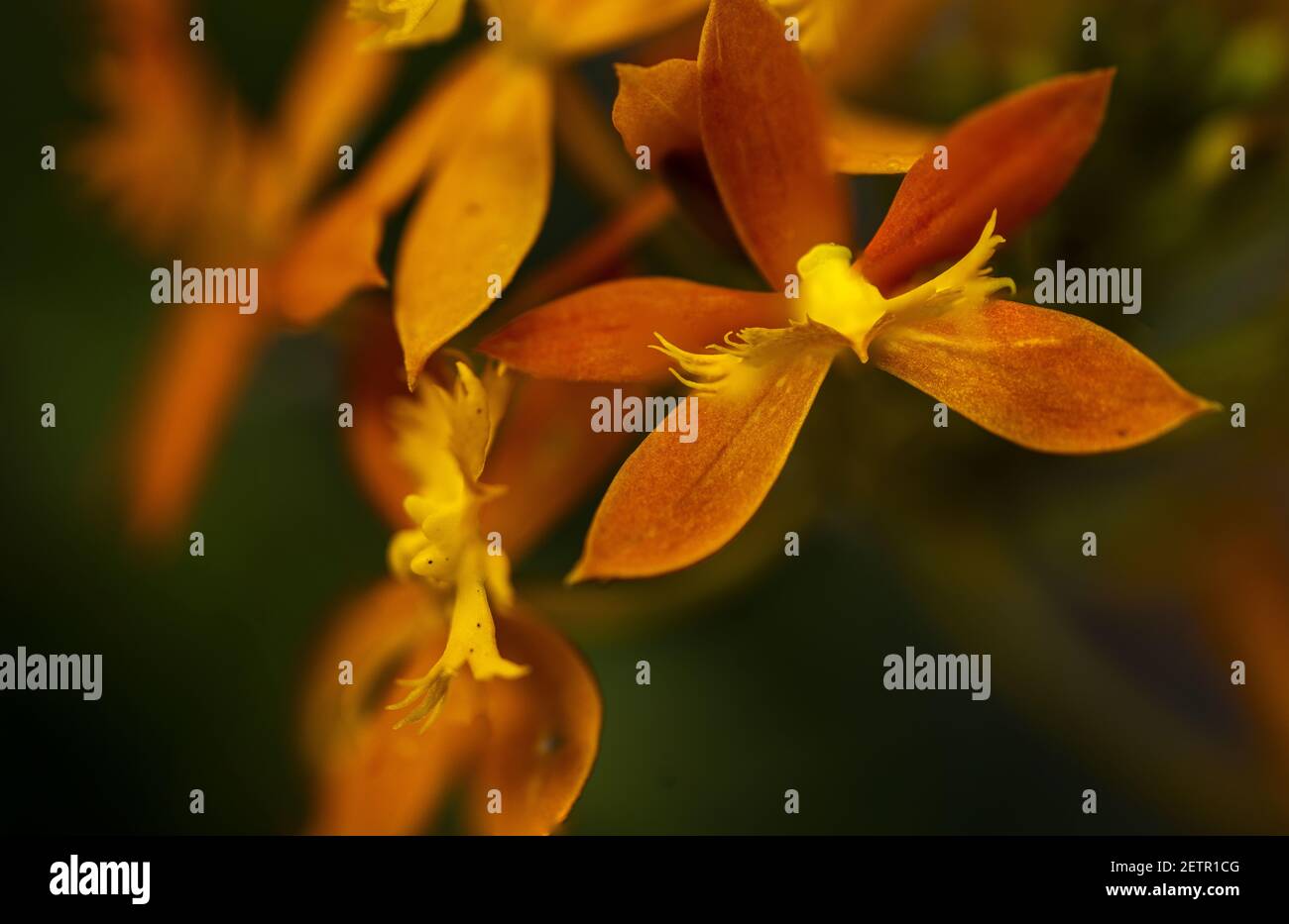Crucifix orchid hi-res stock photography and images - Alamy