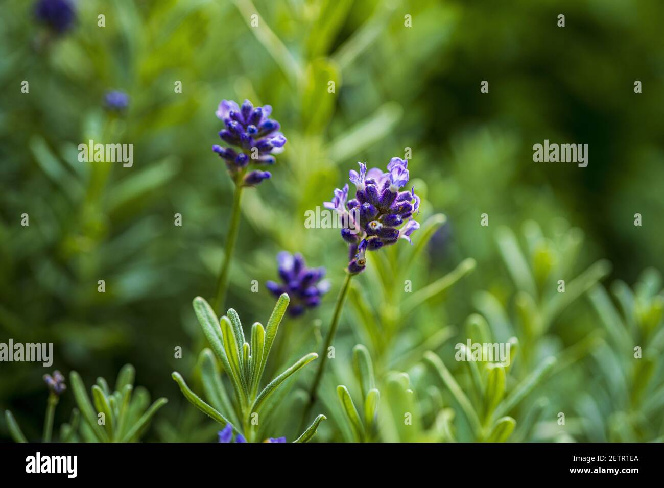 A blooming purple Lavanda flowers in a garden Stock Photo - Alamy