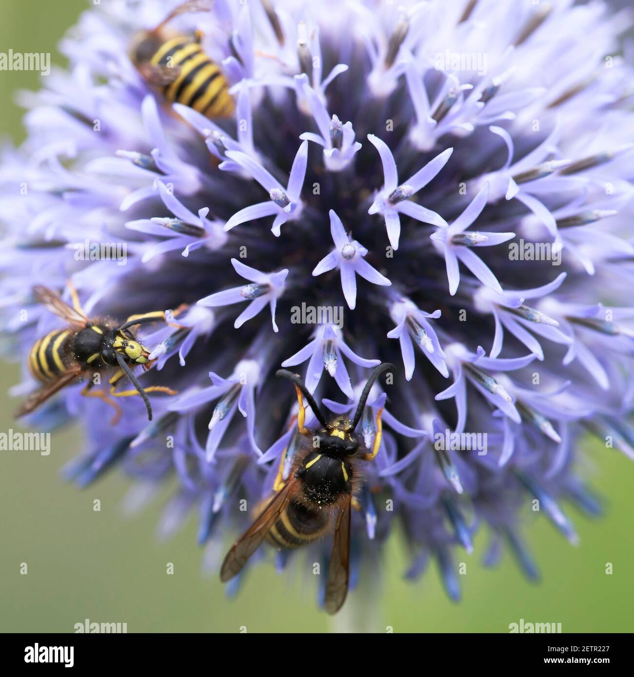 Social wasps nectaring on globe thistle (Echinops ritro), one of their ...