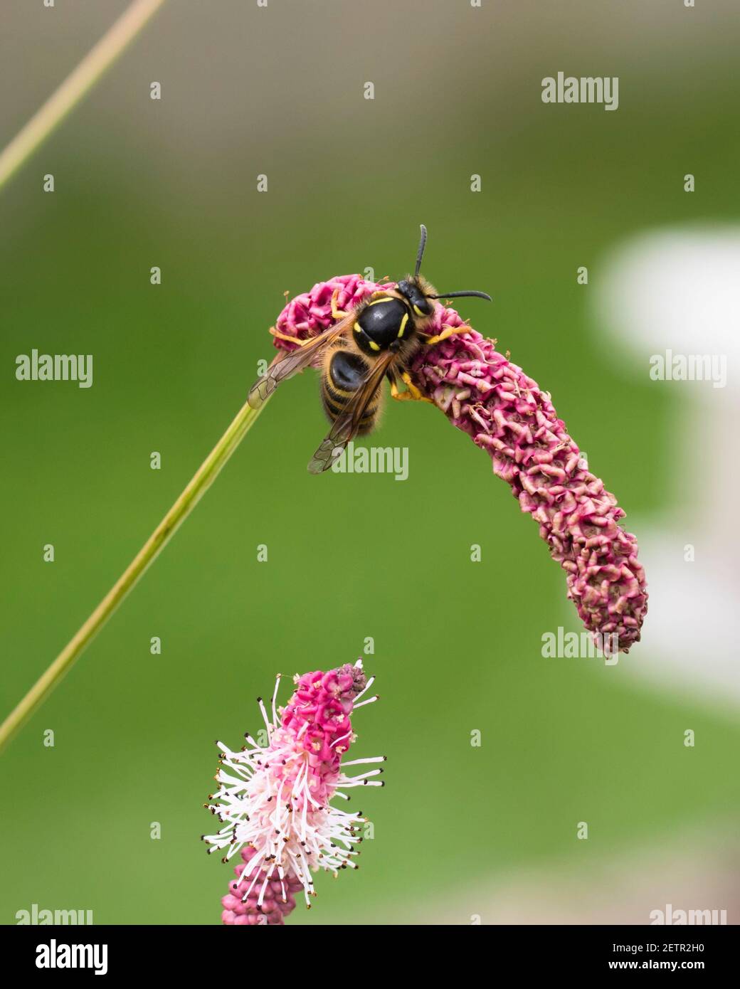 Burnet Pink Elephant High Resolution Stock Photography and Images - Alamy