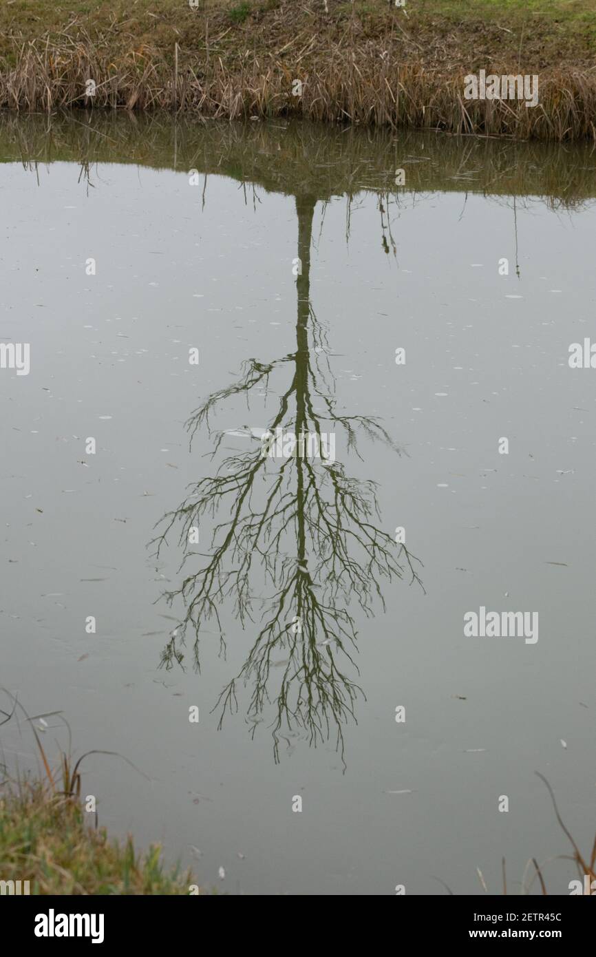 Bare wood without leaves glare in dirty water. Groundwater damages the ...