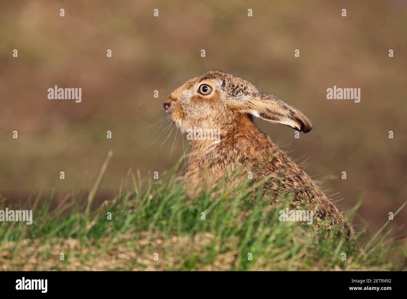 Hare wildlife scotland hi-res stock photography and images - Alamy