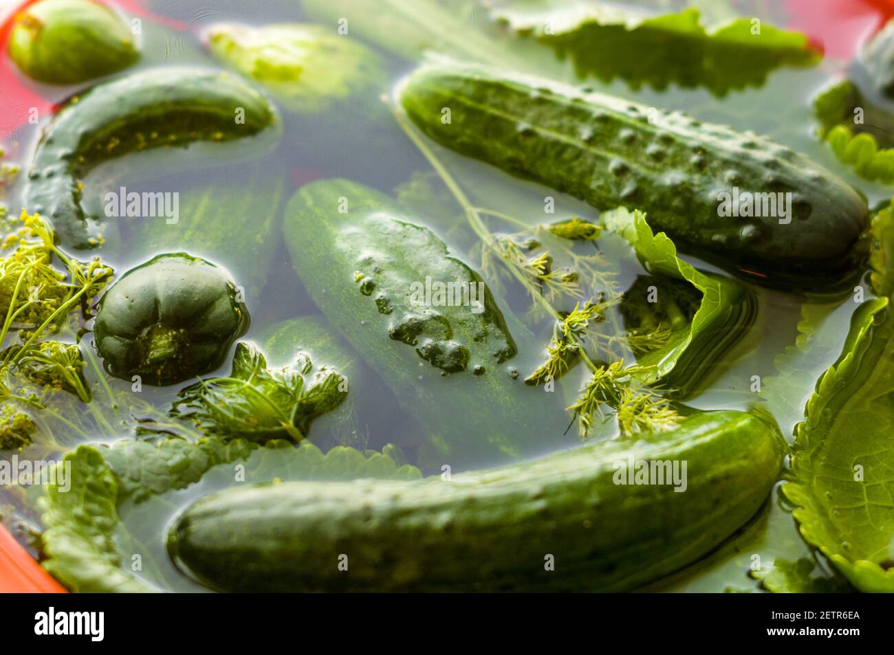 Fresh organic cucumbers and dill in water prepared for pickling, close ...