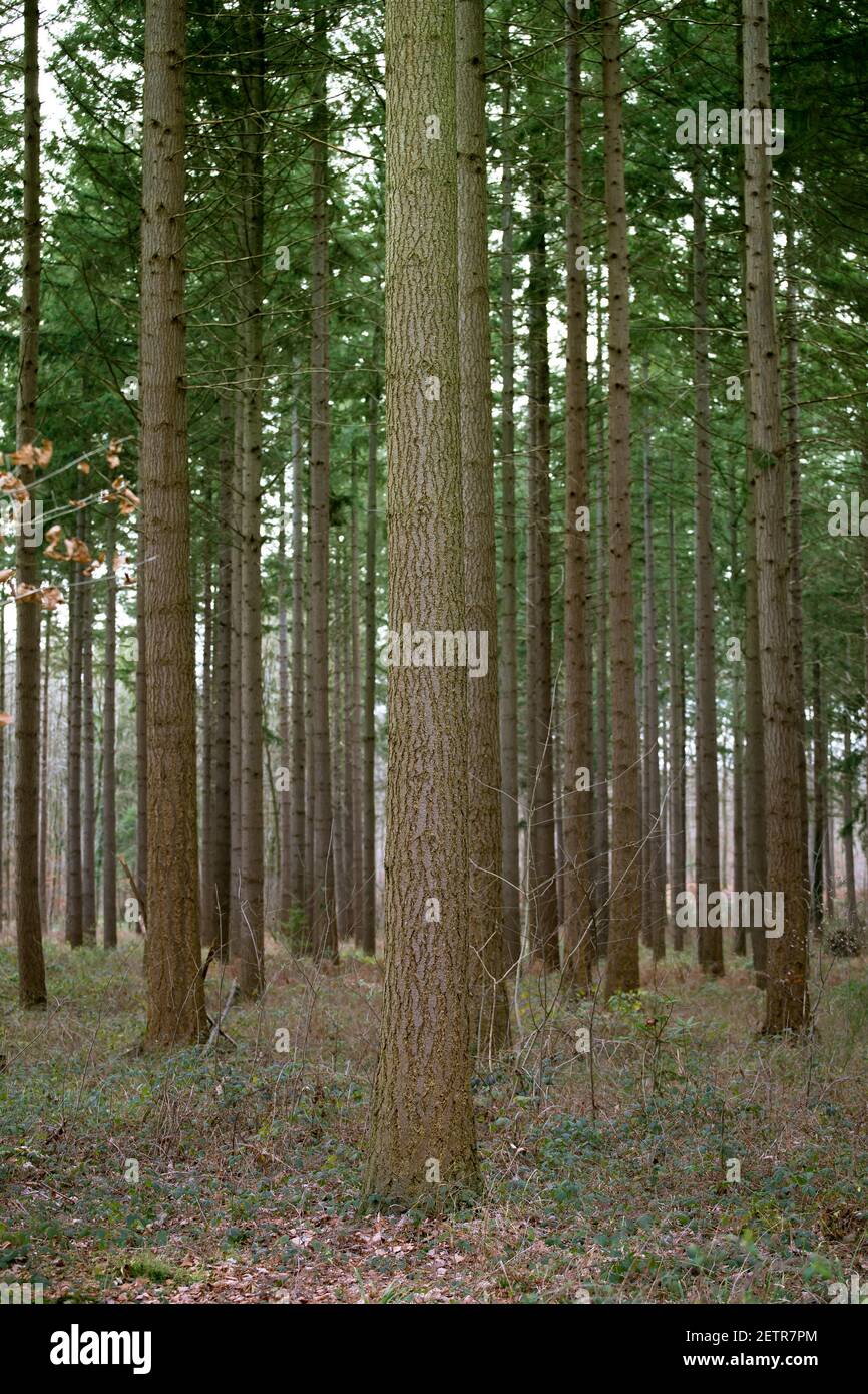 Reflection evergreen trees hi-res stock photography and images - Alamy