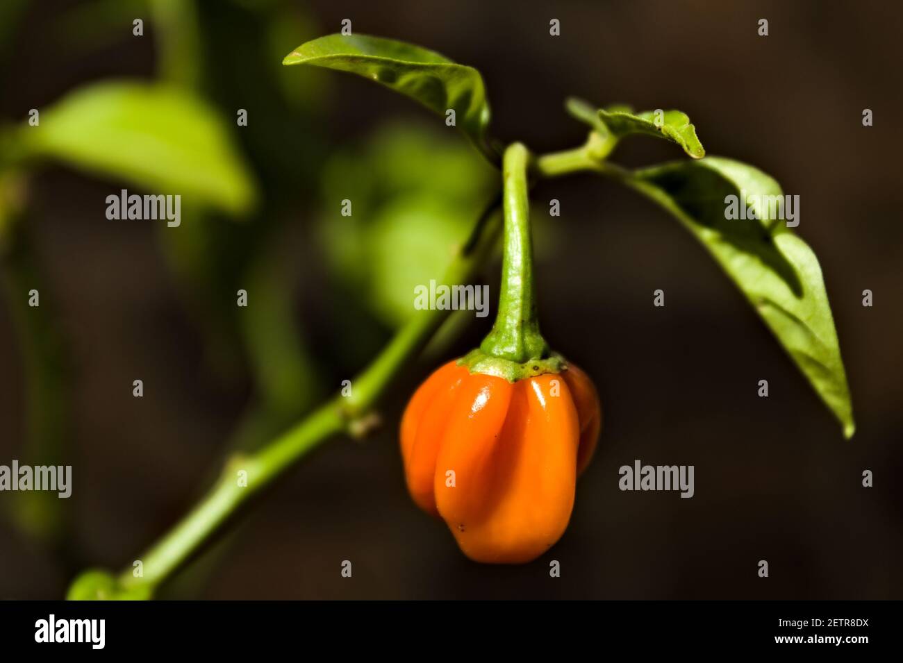 Red pepper garden hi-res stock photography and images - Alamy