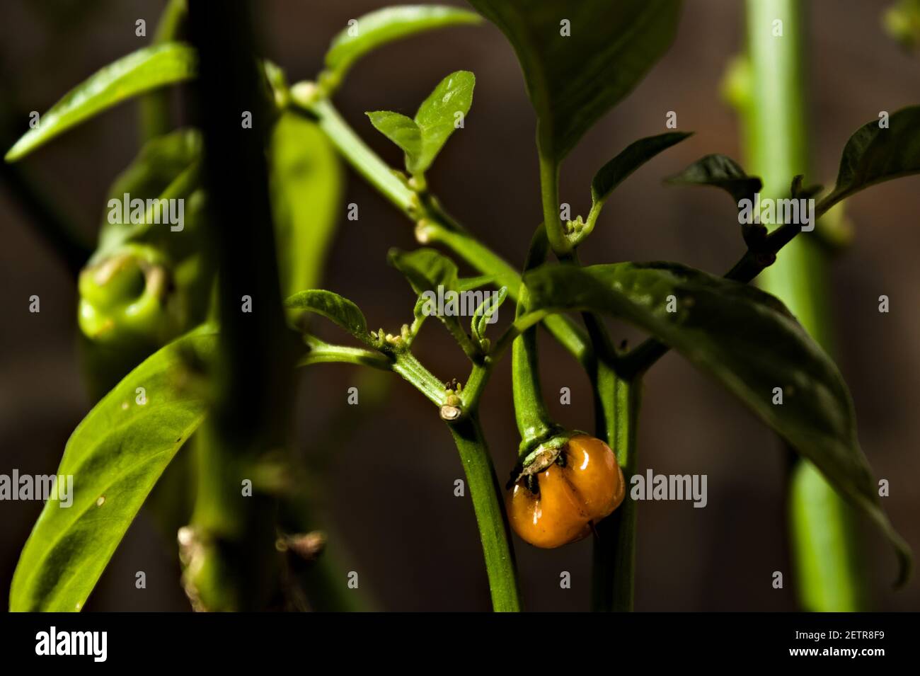 Capsicum annuum farming hi-res stock photography and images - Alamy