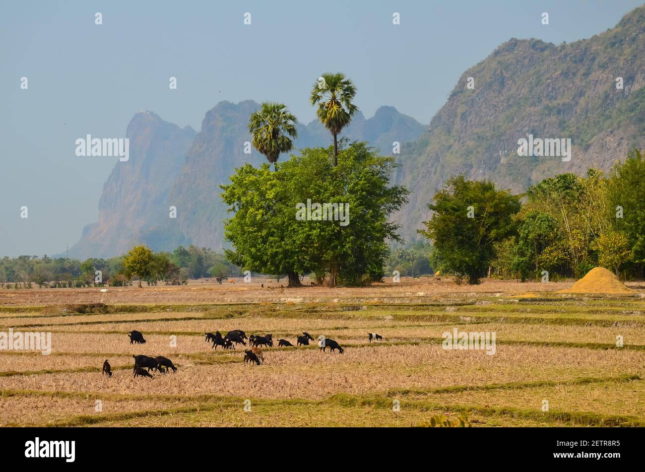 the animals grazing in the field surrounded by trees and mountain ...