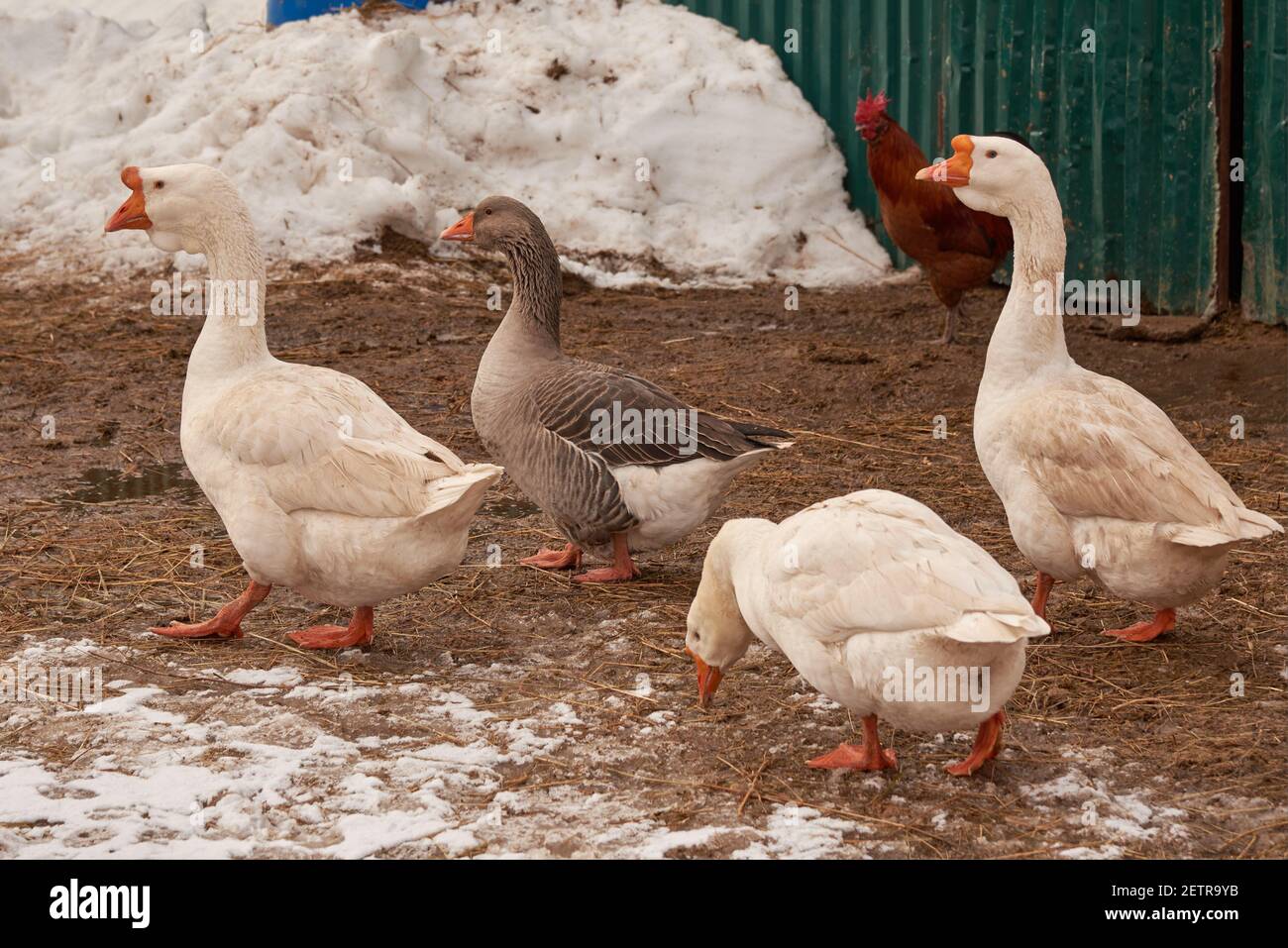 Clubfoot hi-res stock photography and images - Alamy