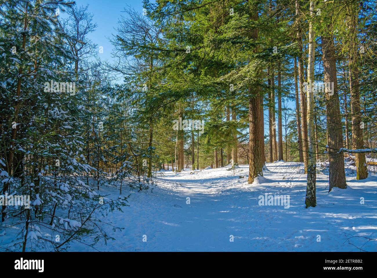 Winter scene with snow in the forest Stock Photo - Alamy