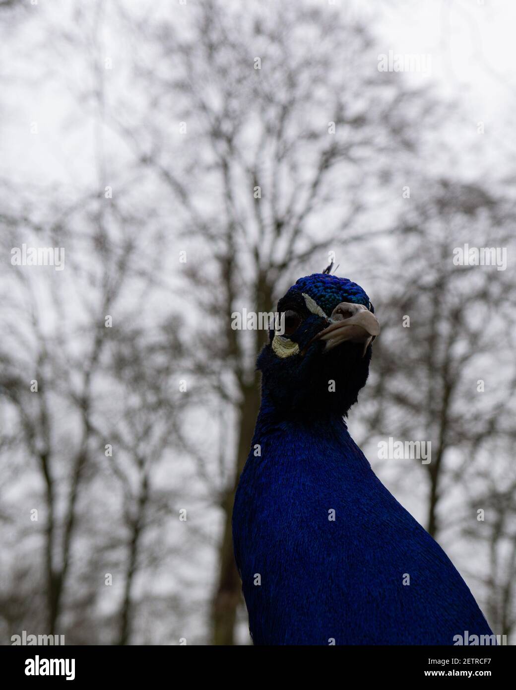 Vertical shot exotic peacock hi-res stock photography and images - Alamy