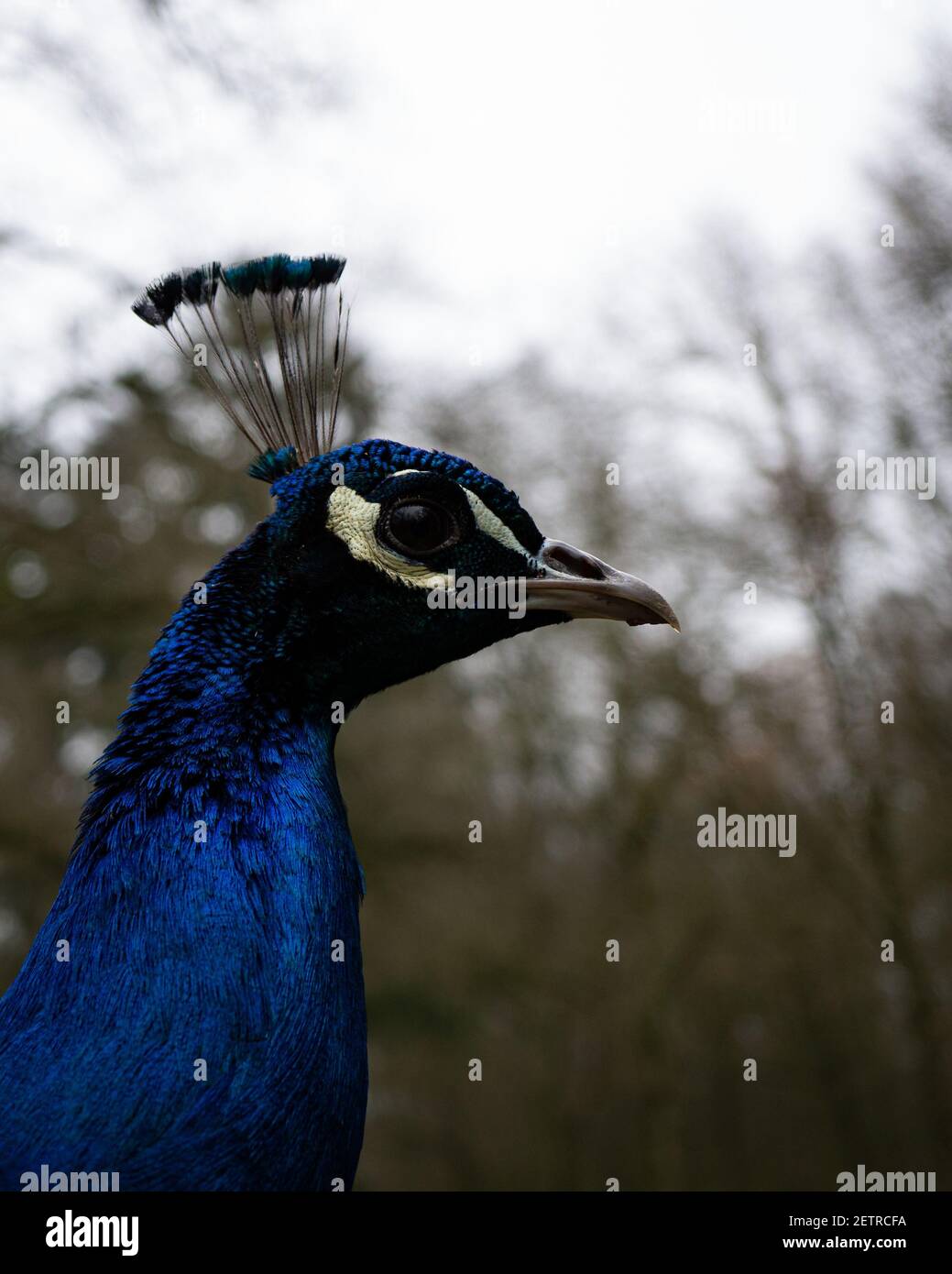 A vertical shot of a beautiful peacock Stock Photo - Alamy
