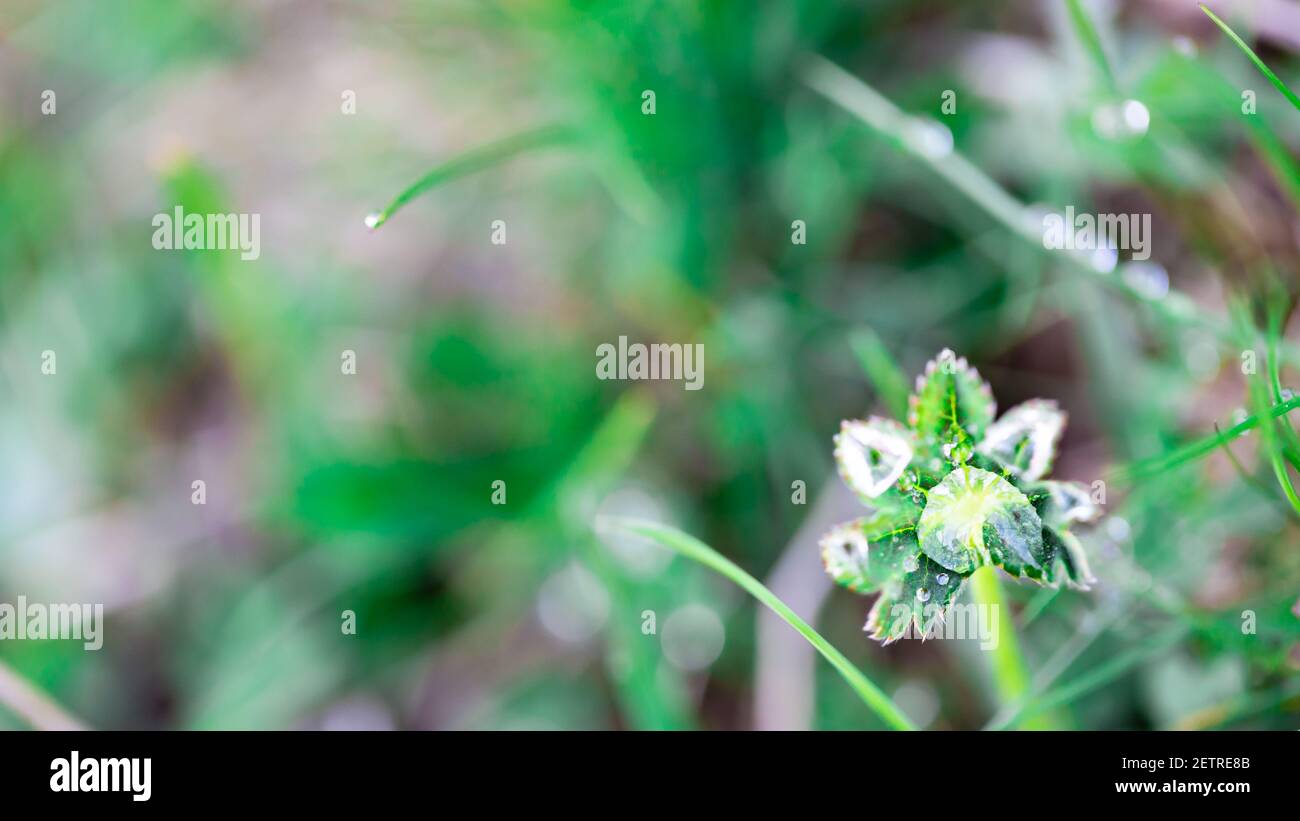 Soft nature background hi-res stock photography and images - Alamy