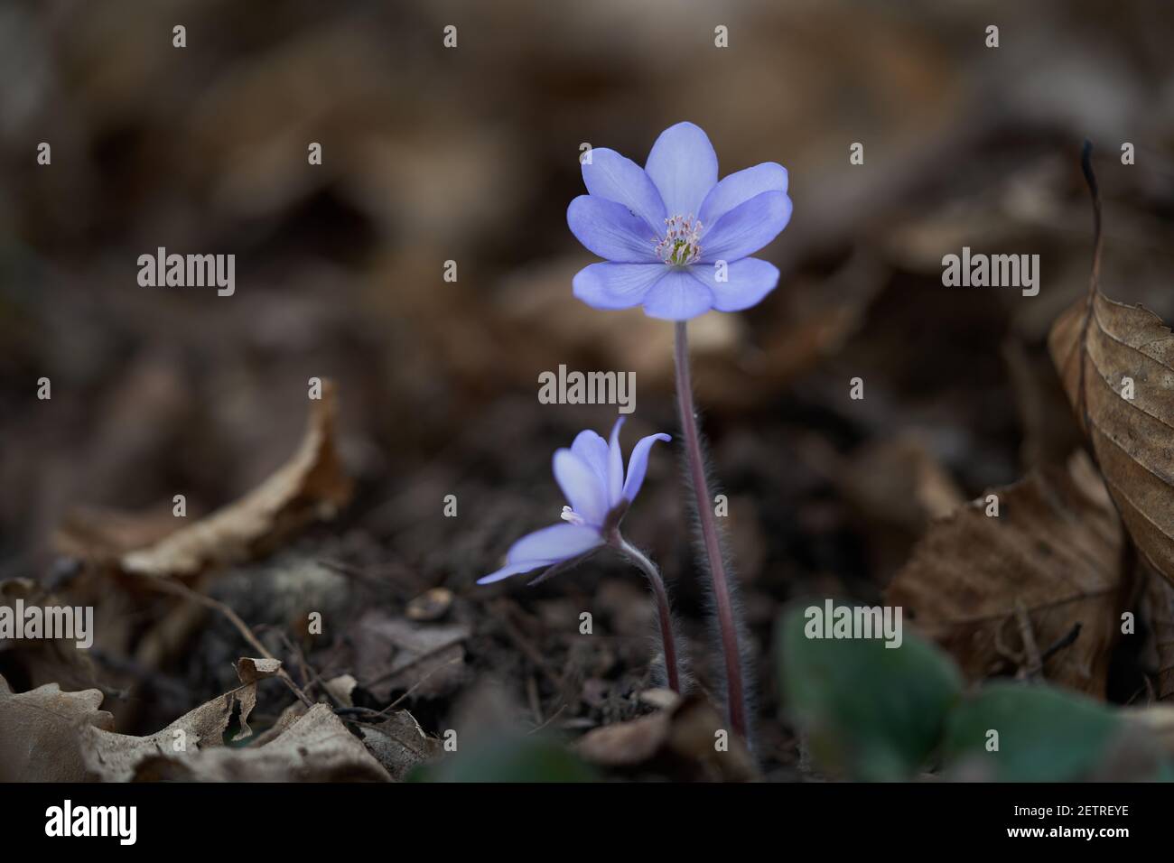 Medicinal plant Hepatica nobilis in the forest. Known as common ...