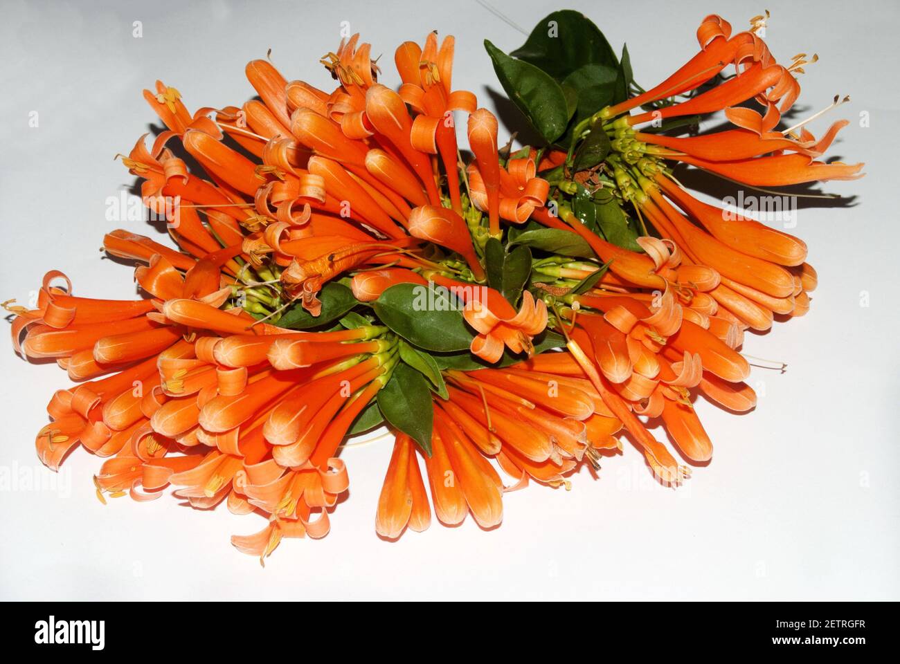 A climbing plant - honeysuckle with orange flowers isolated on a white background Stock Photo ...