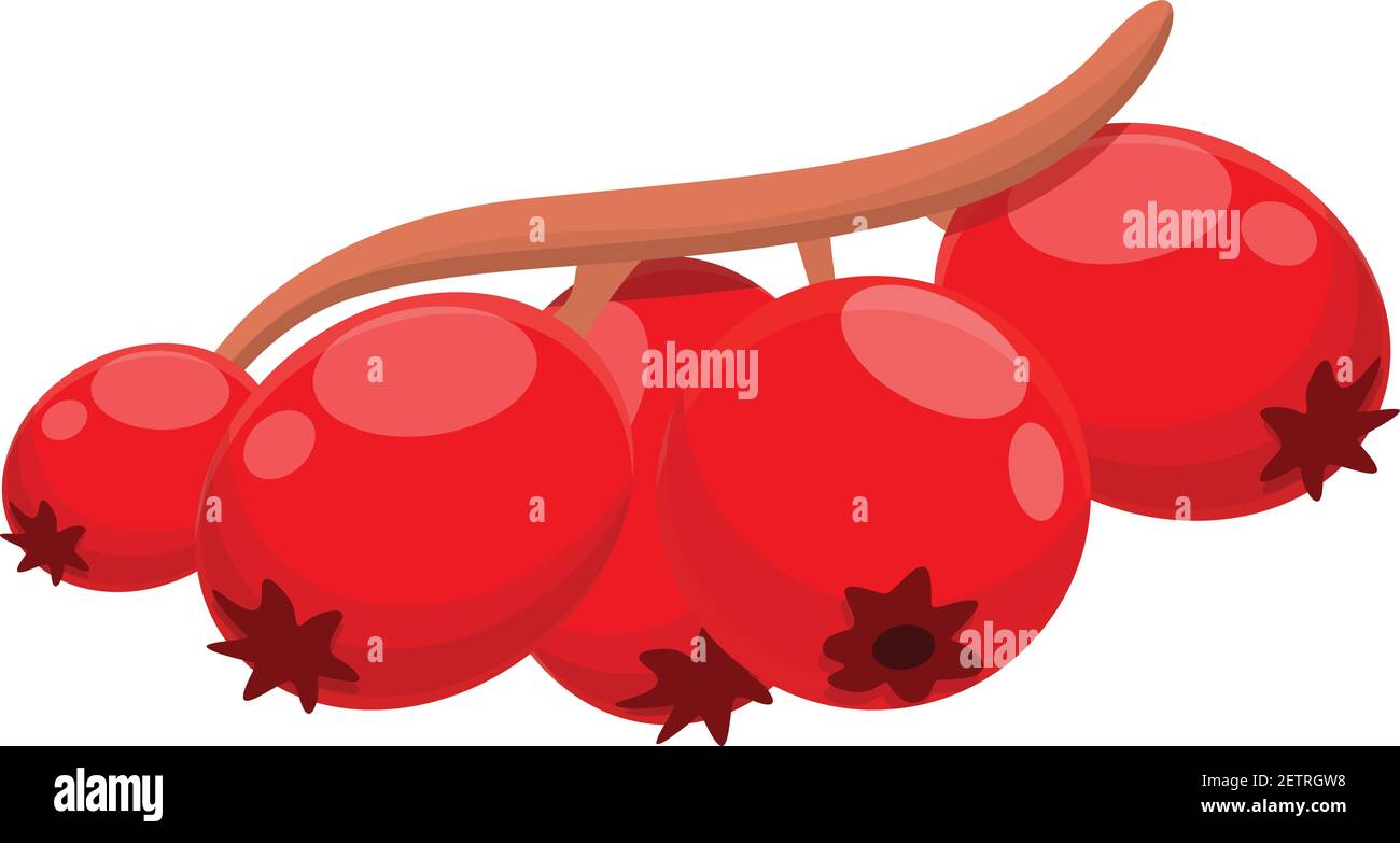 Hawthorn berry icon. Cartoon of hawthorn berry vector icon for web ...