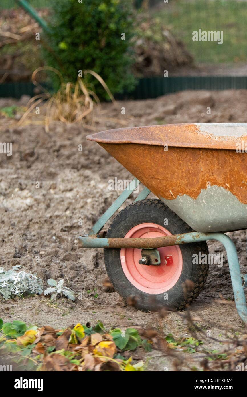 Real rusty wheelbarrow stand next to greenhouse. Store wheelbarrow ...