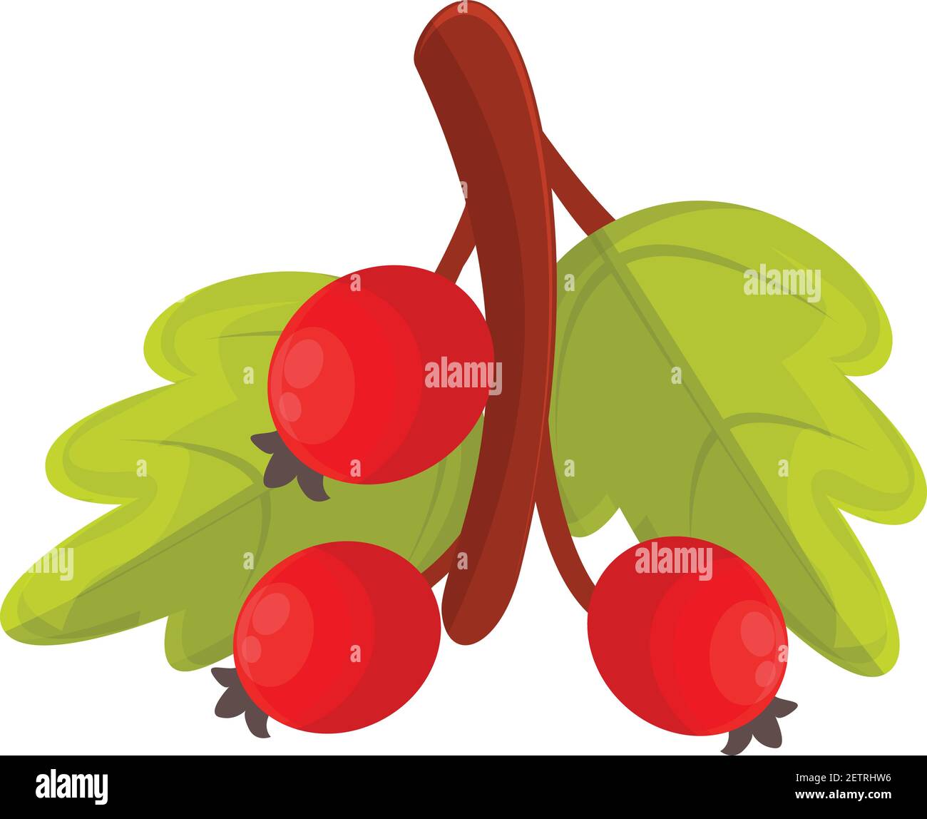 Nature hawthorn icon. Cartoon of nature hawthorn vector icon for web ...