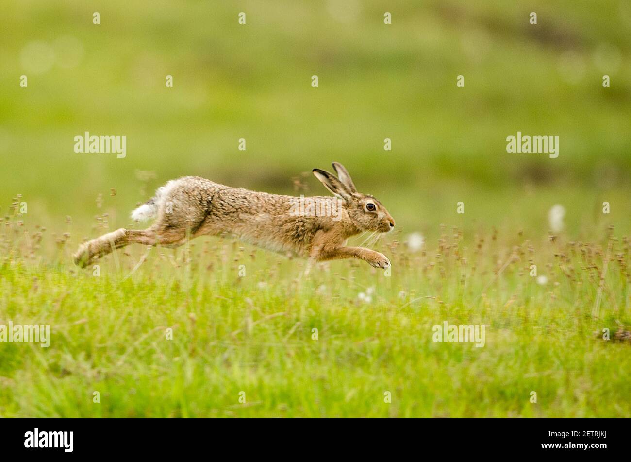 Brown hare running in pasture Stock Photo - Alamy