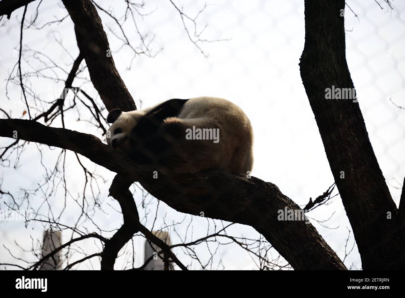 A giant panda lies on the tree and take a nap during a warm sunny ...
