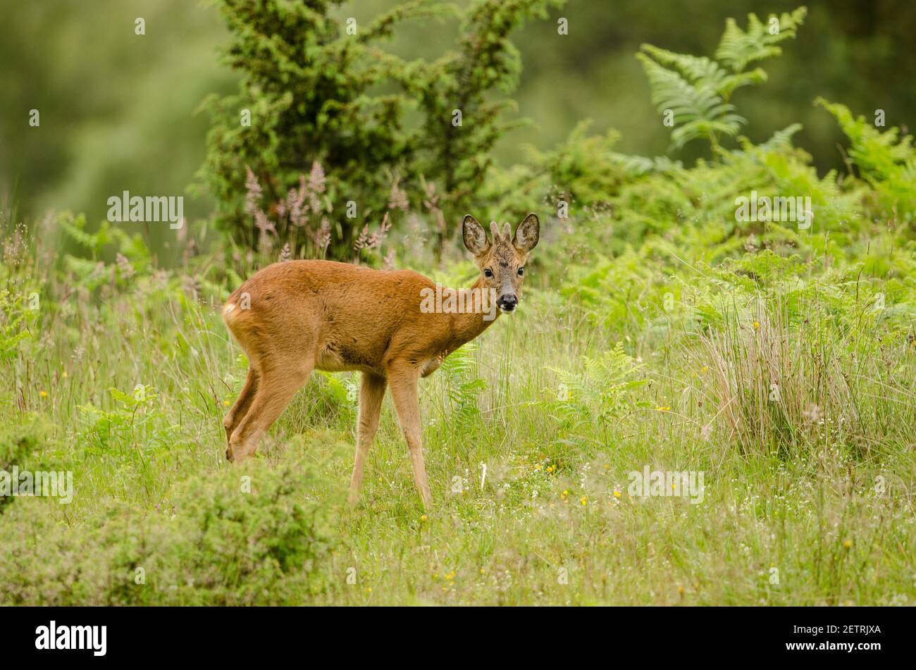 Young Roe Deer Stock Photo - Alamy