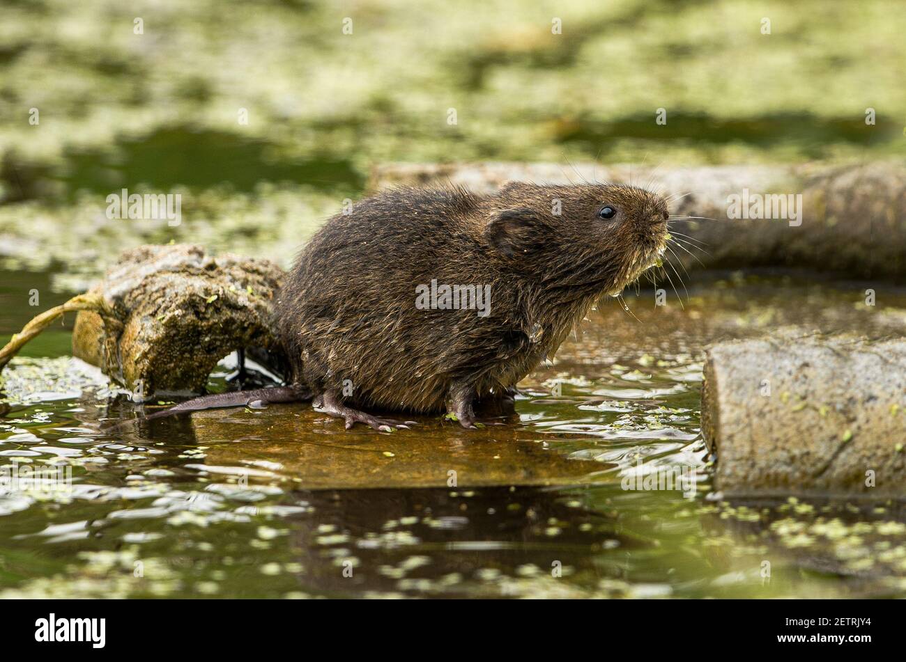 Water Vole standing in shallow water Stock Photo - Alamy