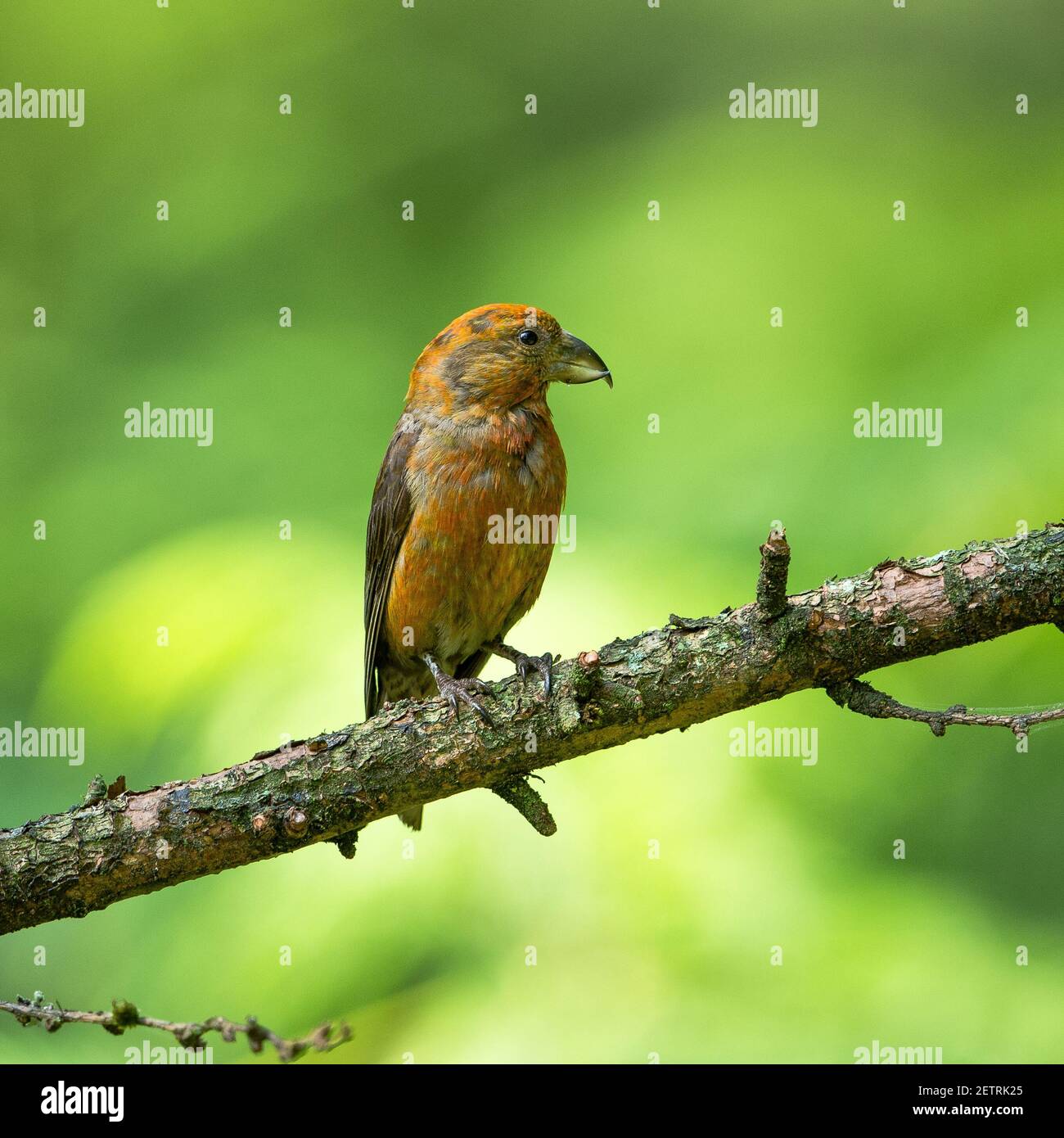 Common Crossbill on branch. Square picture format Stock Photo - Alamy