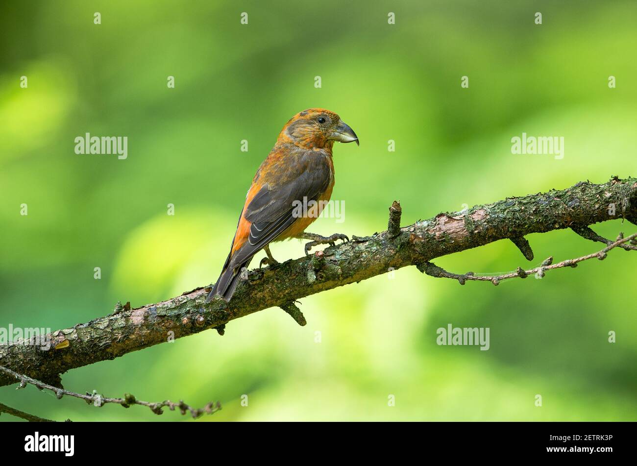 Male Common Crossbill on branch Stock Photo - Alamy