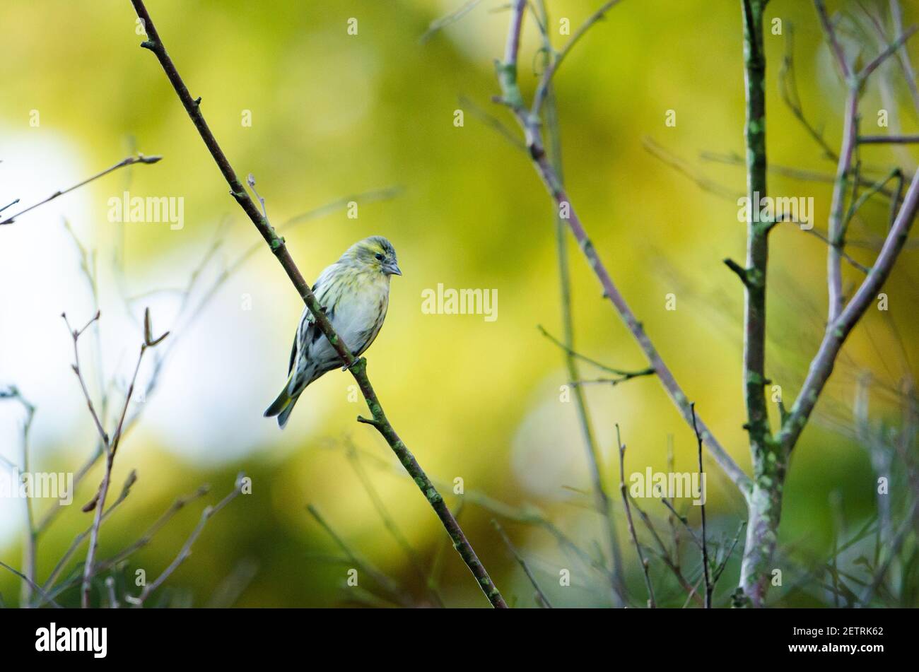 Female Siskin in winter tree Stock Photo - Alamy