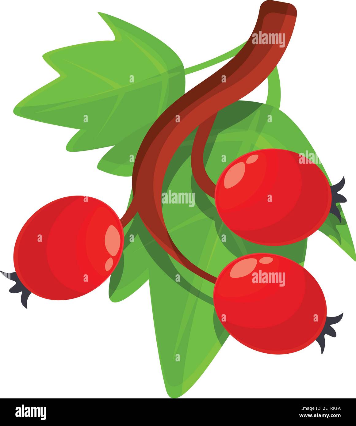 Cluster hawthorn icon. Cartoon of cluster hawthorn vector icon for web ...