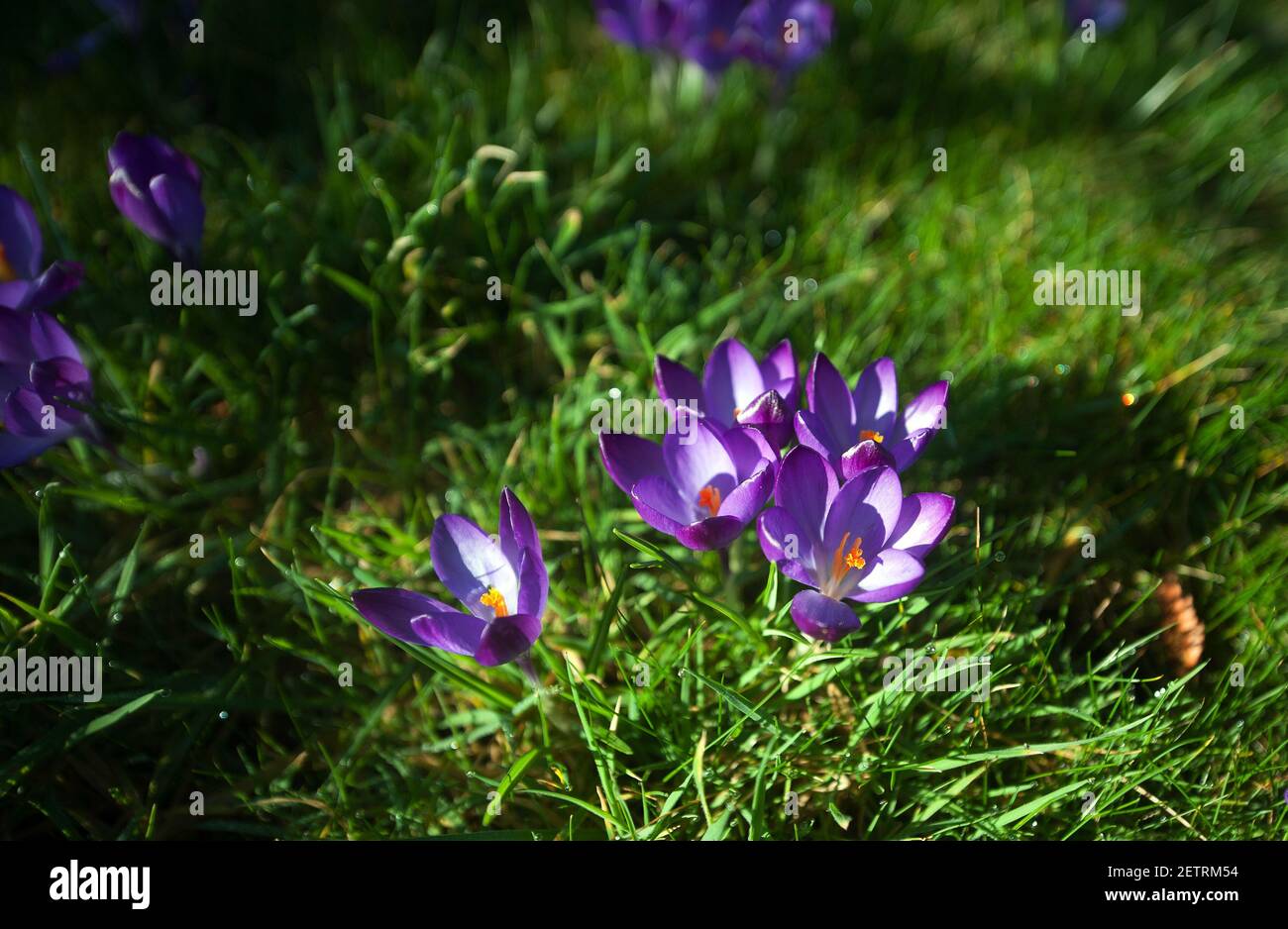 Crocus flower on the slopes of Mount Leinster, Kilbrannish South ...