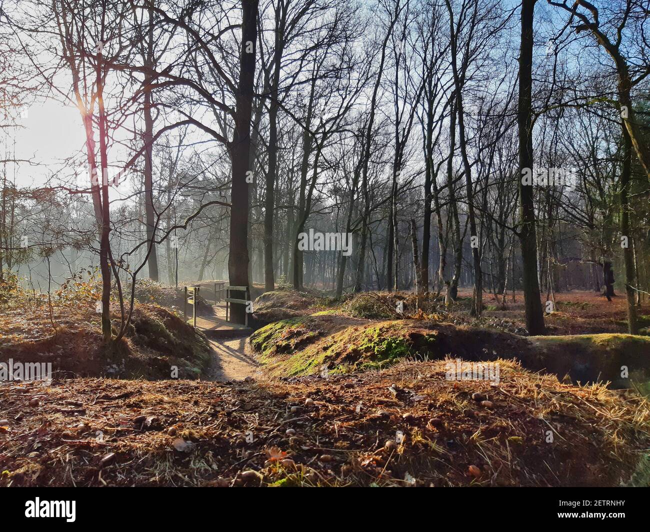 View on WWI trenches of Flanders Fields in Mastenbos Kapellen, Belgium ...