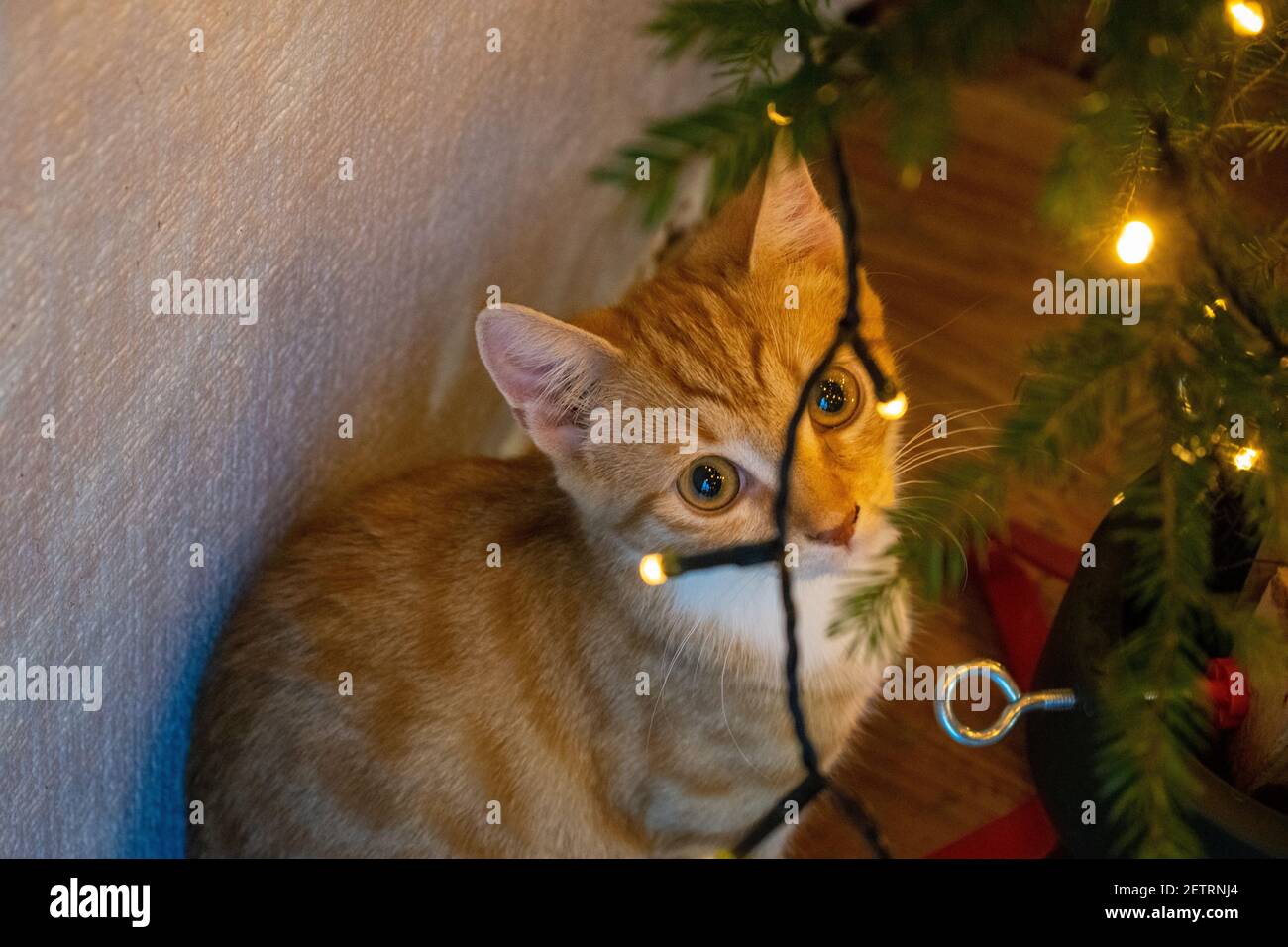 A little cat looks at Christmas lights on a Christmas tree. How to ...