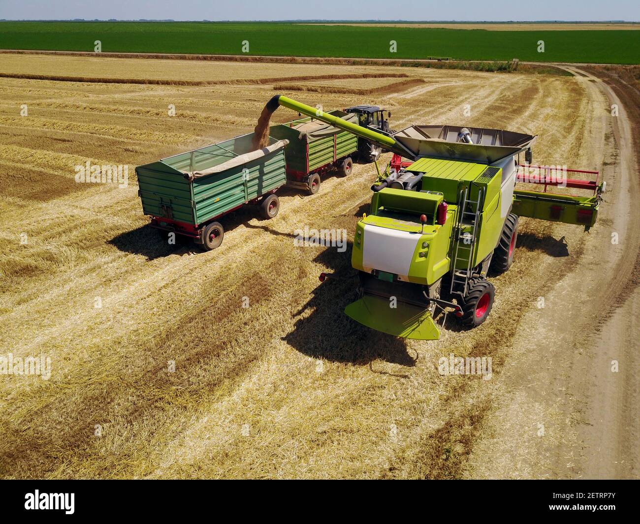 Green professional combine harvester unloading wheat into the tank of ...