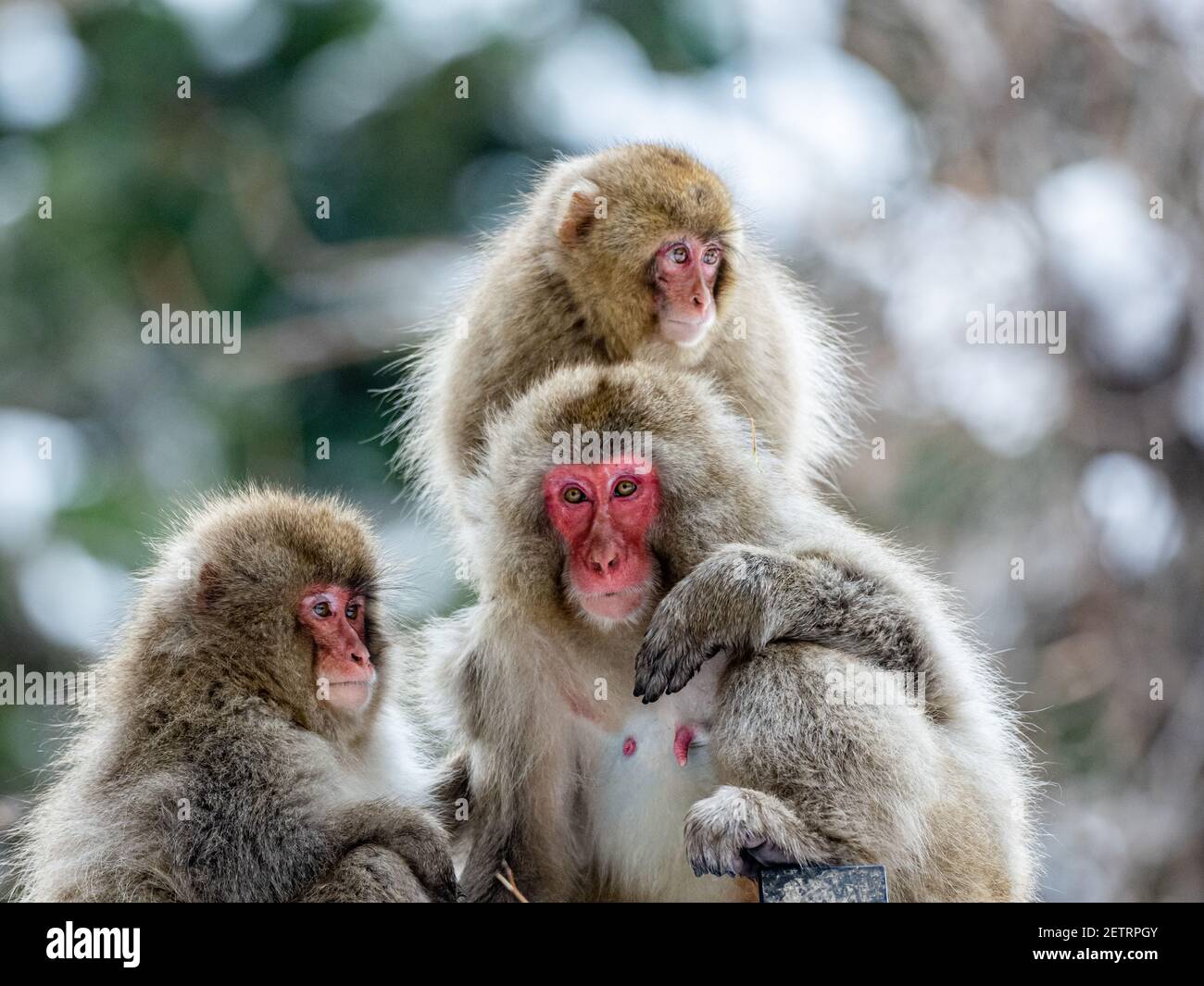 A family of Japanese macaques or snow monkeys, Macaca fuscata, sits ...