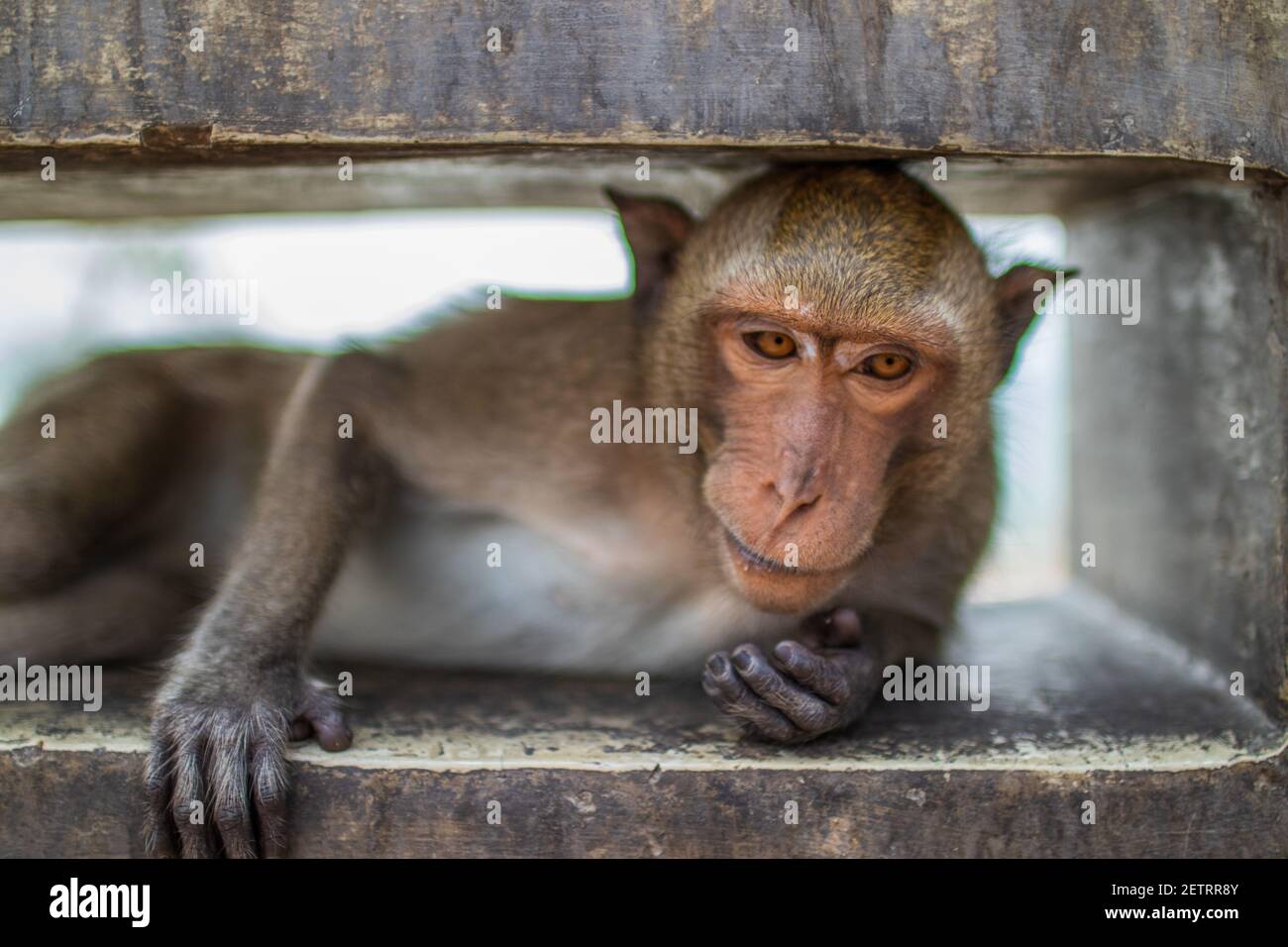 Monkey Funny Face