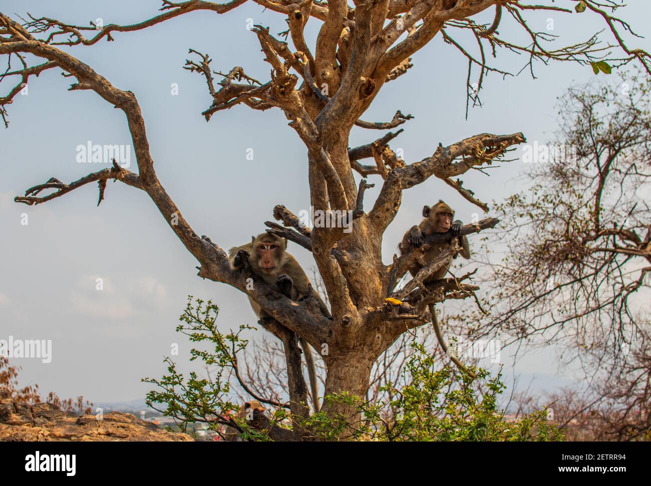 A closeup shot of Thai Primate Monkeys on the tree in Thailand Stock ...