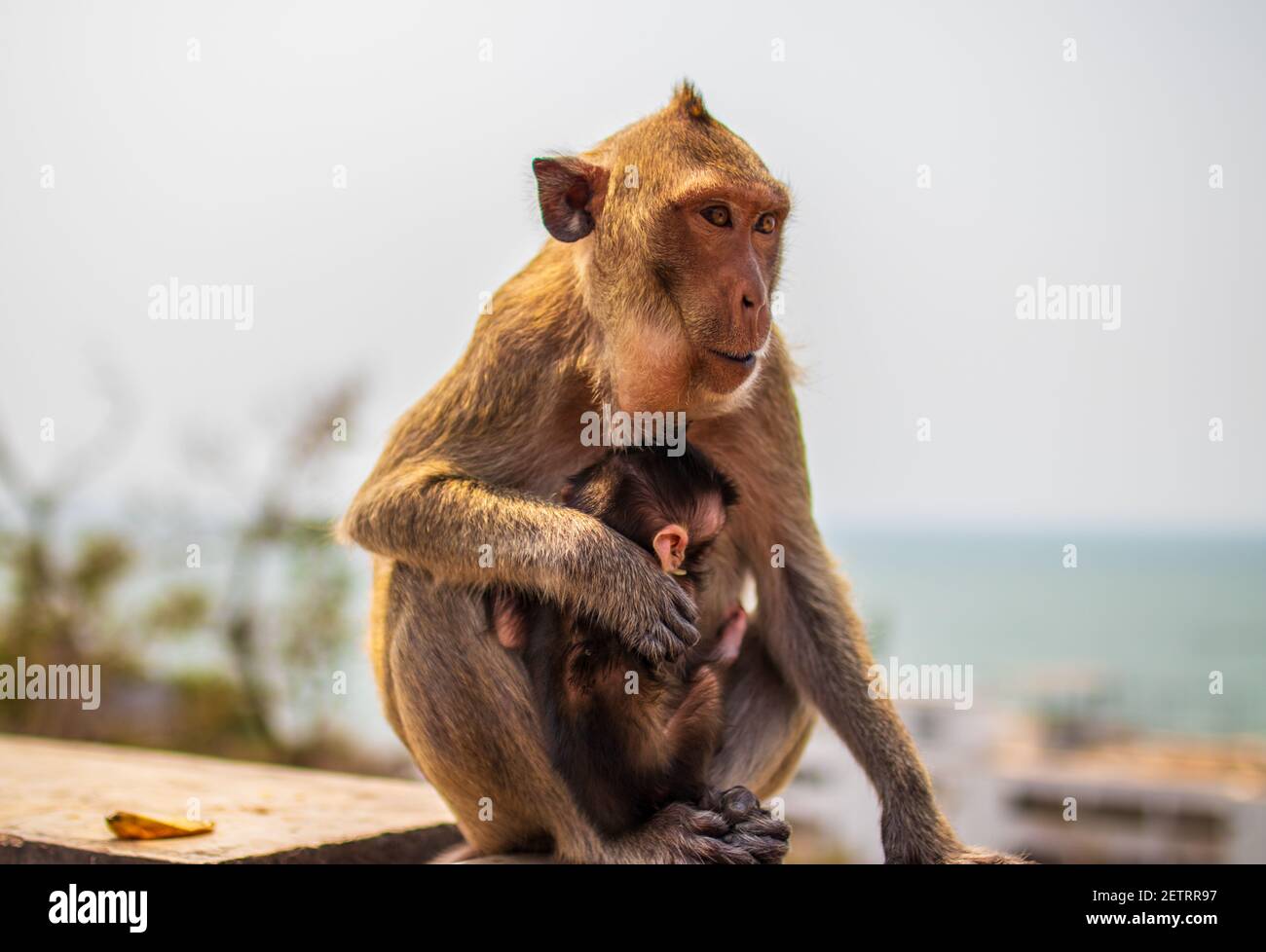 Monkey mother taking care hi-res stock photography and images - Alamy