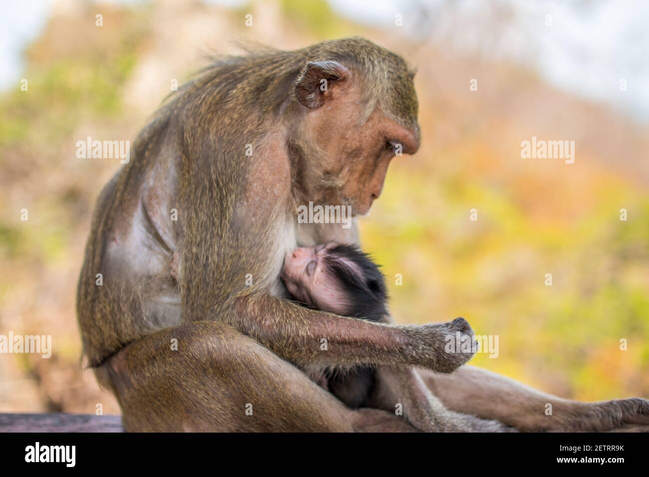 A selective focus shot of a monkey taking care of its baby in Thailand ...