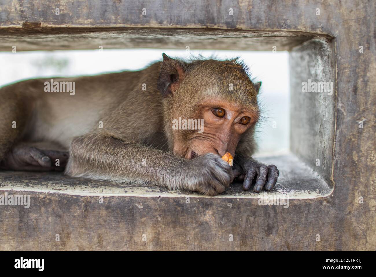 Monkey Funny Face Funny Monkey Face Sketch For Your Design Vector