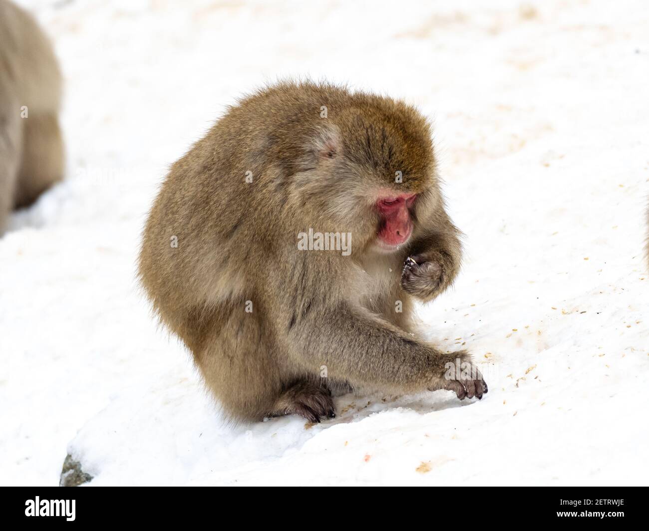 A Japanese macaque, Macaca fuscata, foraging for food scattered by ...