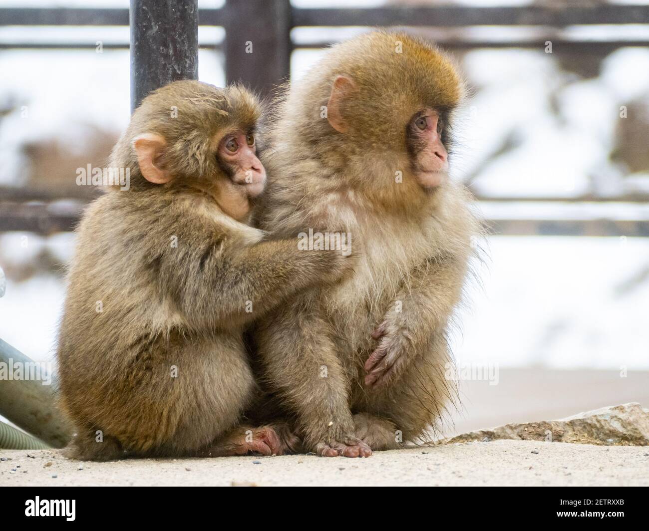 A pair of young Japanese macaques or snow monkeys, Macaca fuscata, sit ...