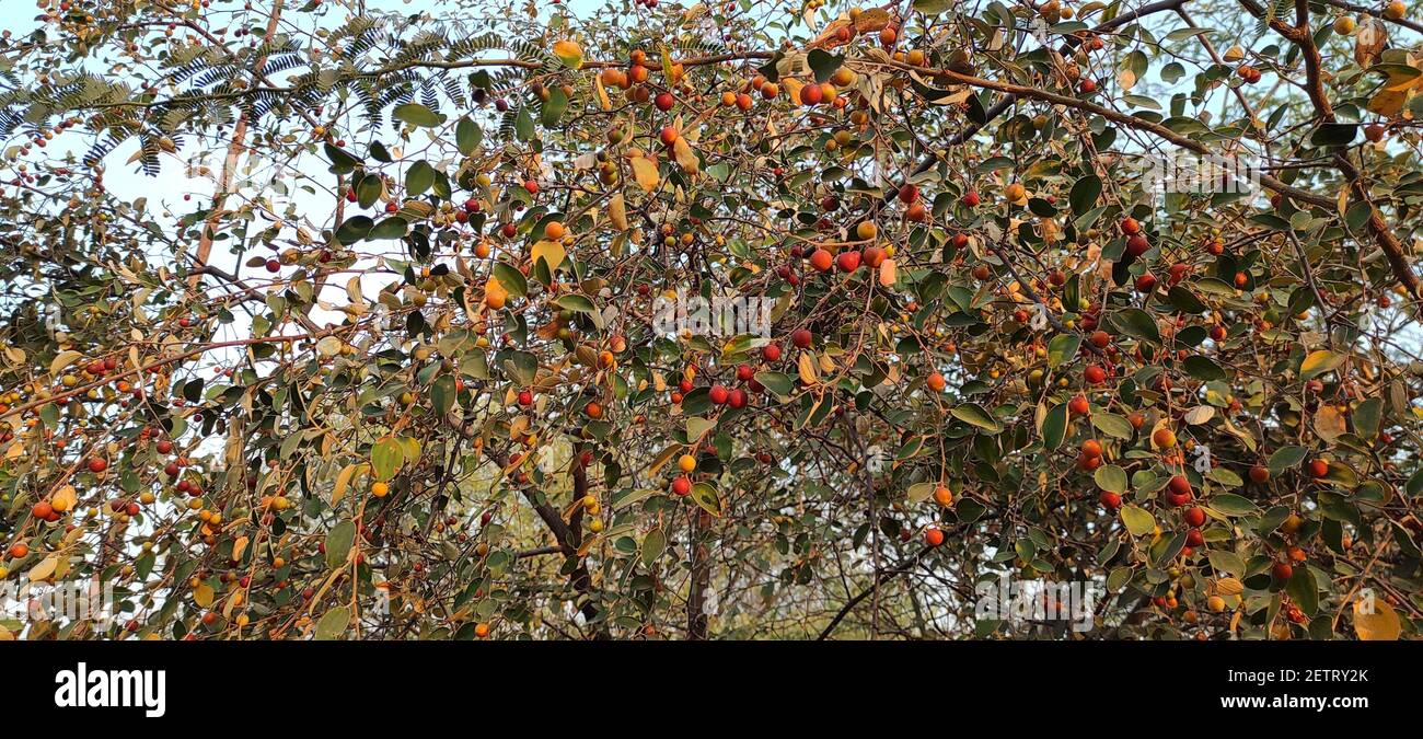 A closeup shot of ziziphus fruits on the branches of a jujube shrub ...