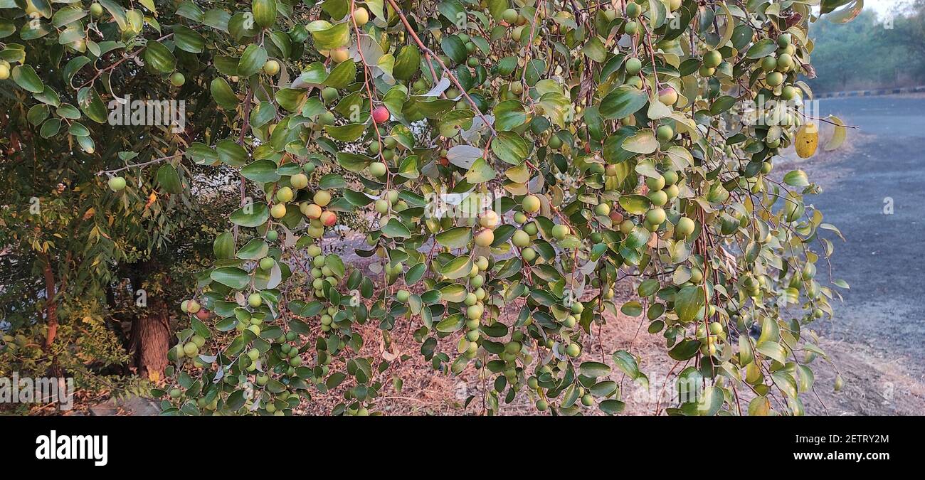 A closeup shot of ziziphus fruits on the branches of a jujube shrub ...